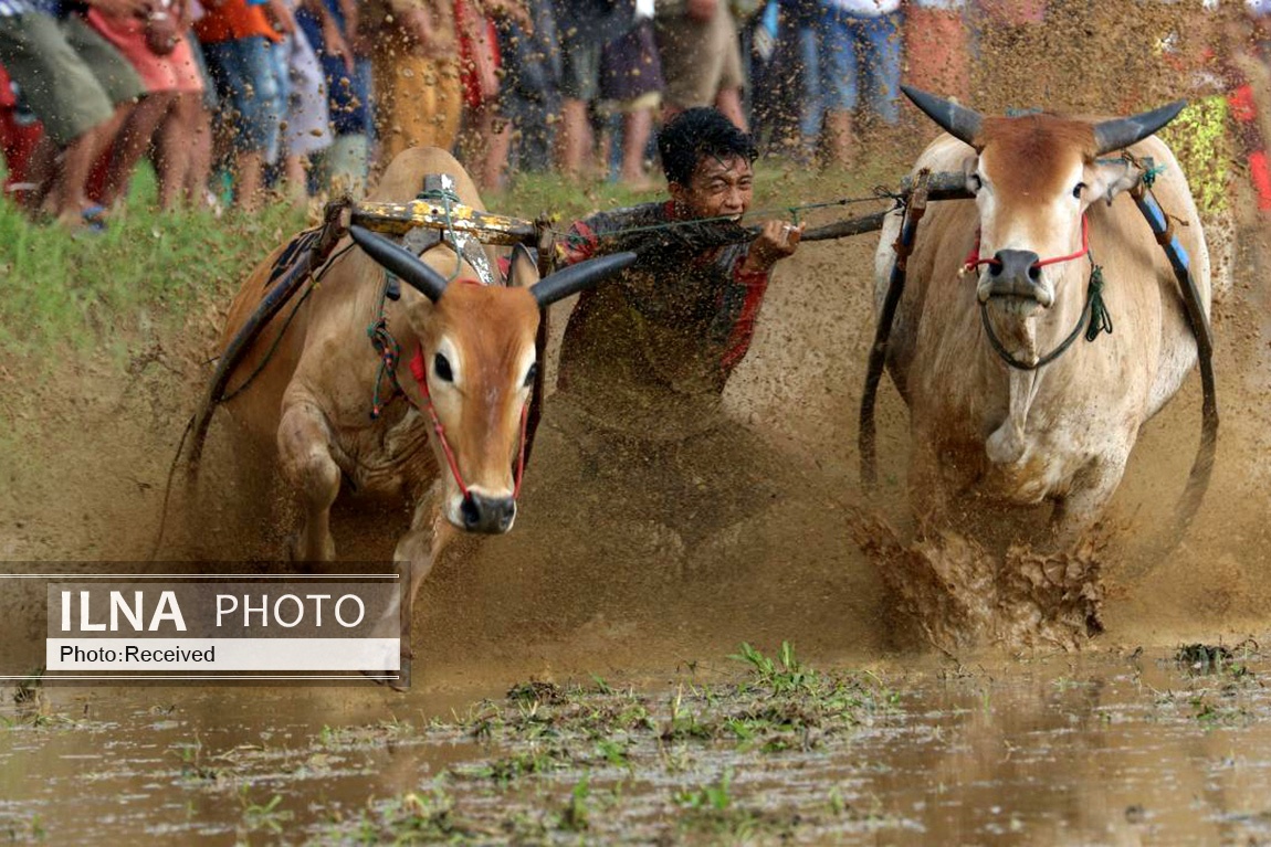 تصاویر: مسابقه سنتی گاو‌ها در زمین گل‌آلود شالیزار | سایت انتخاب